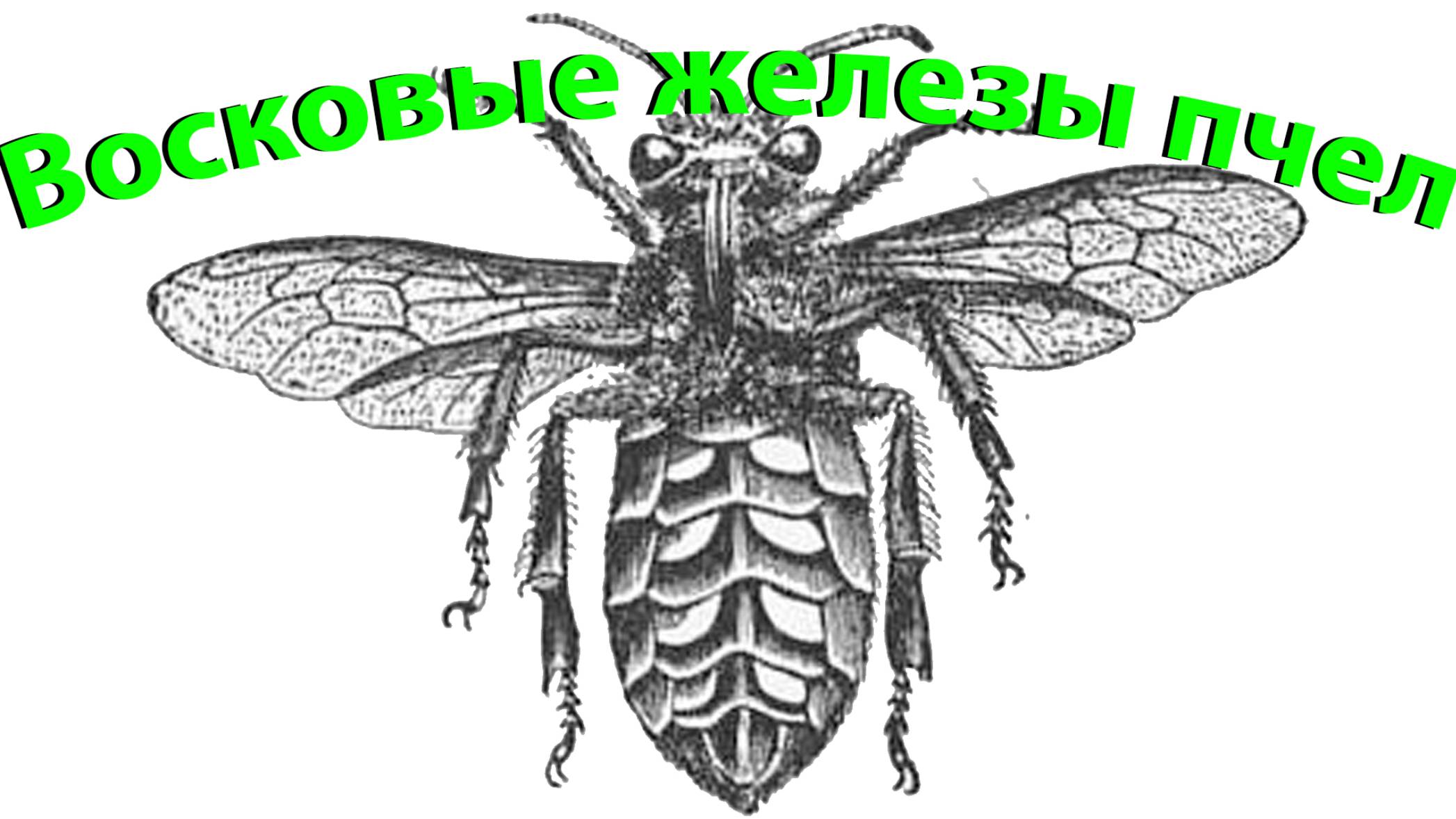 Профессор Кашковский: Восковые железы пчёл