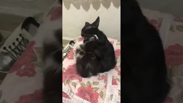 Baby kittens love