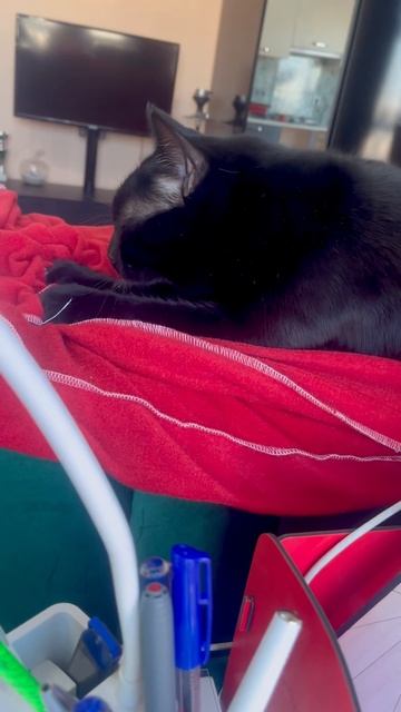 Kedi bile derslerimizden keyif alıyor :) #cat #english #blackcat #lesson #özelders