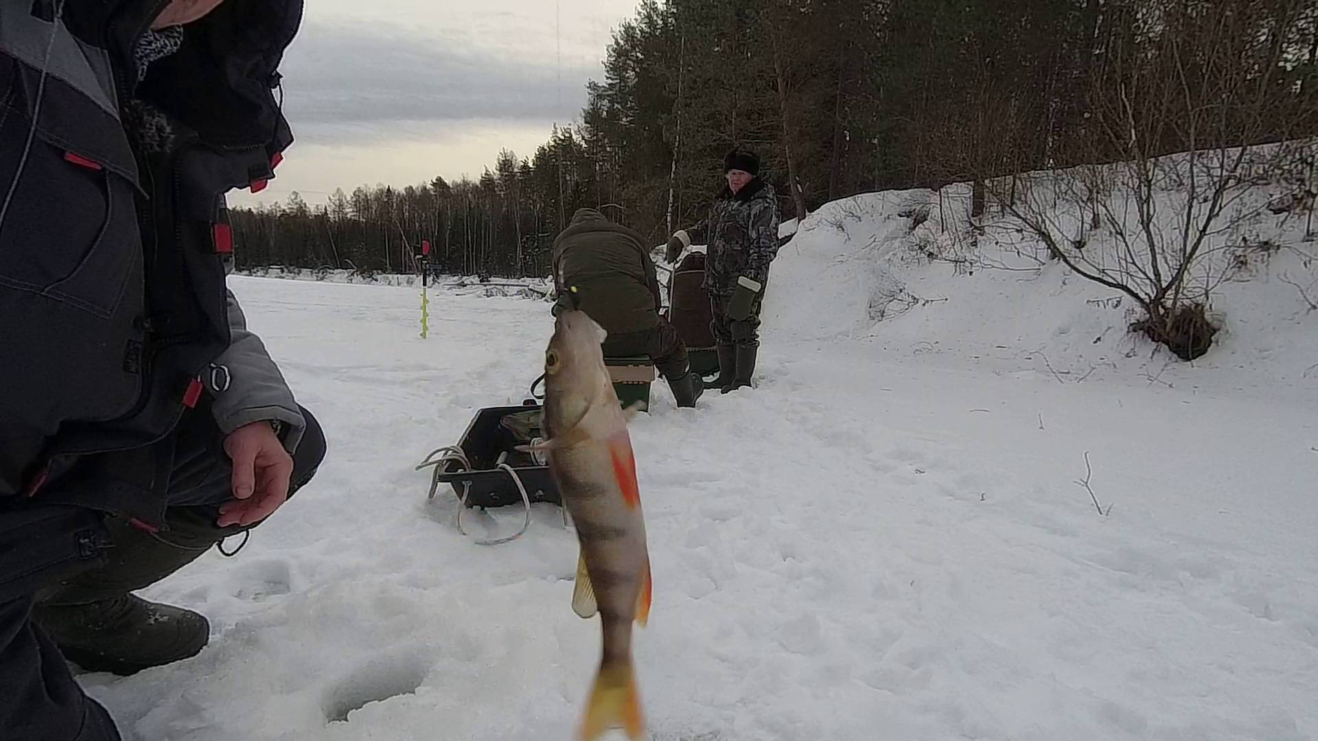 БЕЗМОТЫЛКА В ЯНВАРЕ 2023Г.