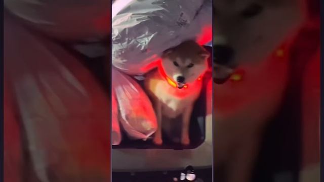 Сборник забавных и смешных видео о домашних животных – Эпизод 12