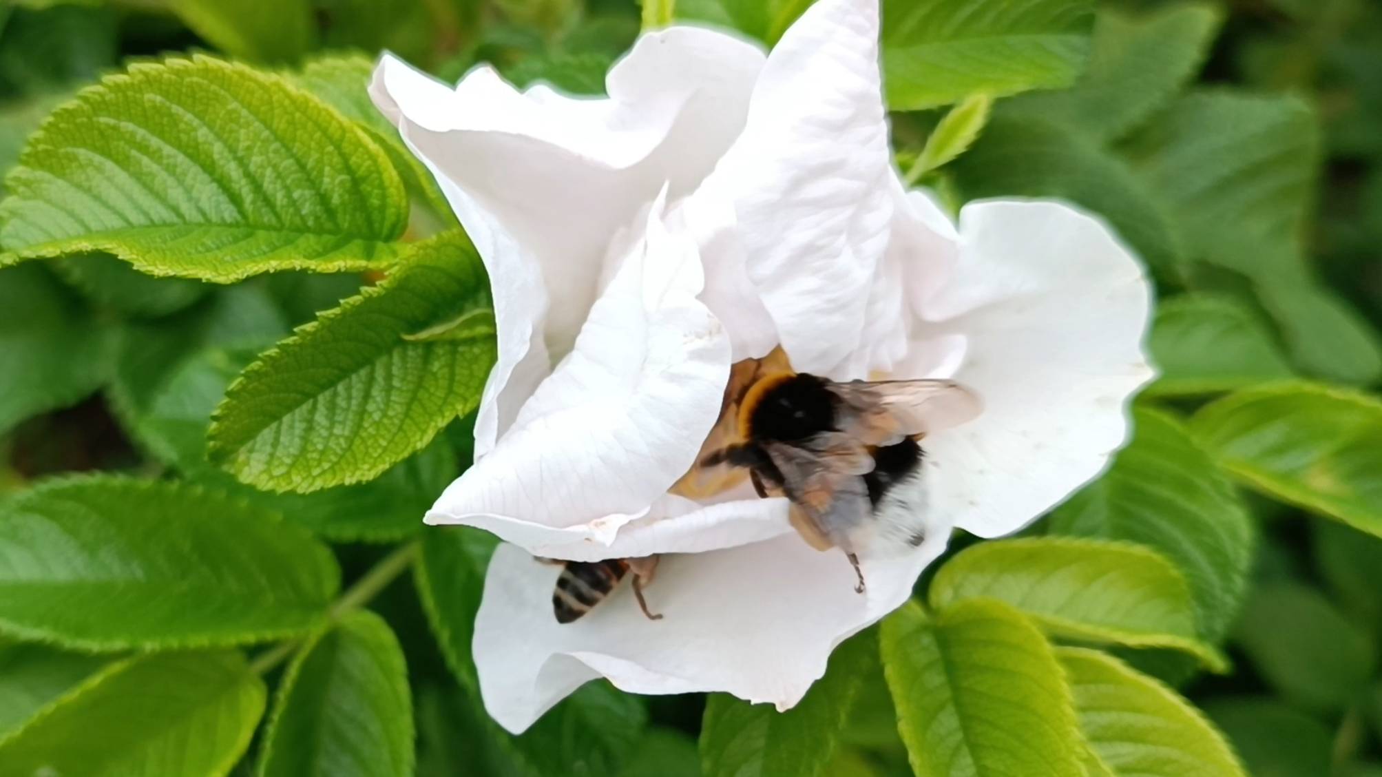 Ты кто? ЗОРРО!