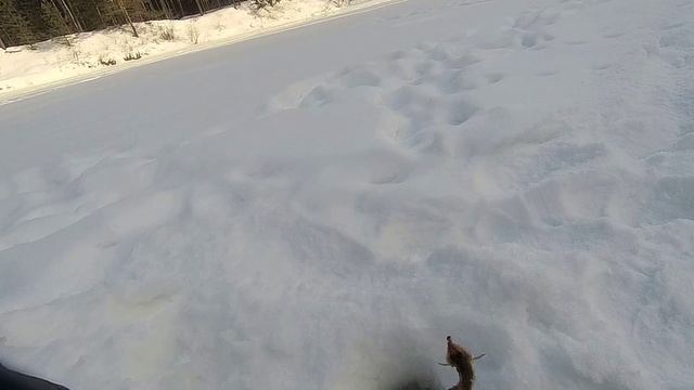 СХОД ЩУКИ И КЛЁВ ЕРШЕЙ С ОКУШКАМИ В ФЕВРАЛЕ НА БЕЛОЙ ХОЛУНИЦЕ.