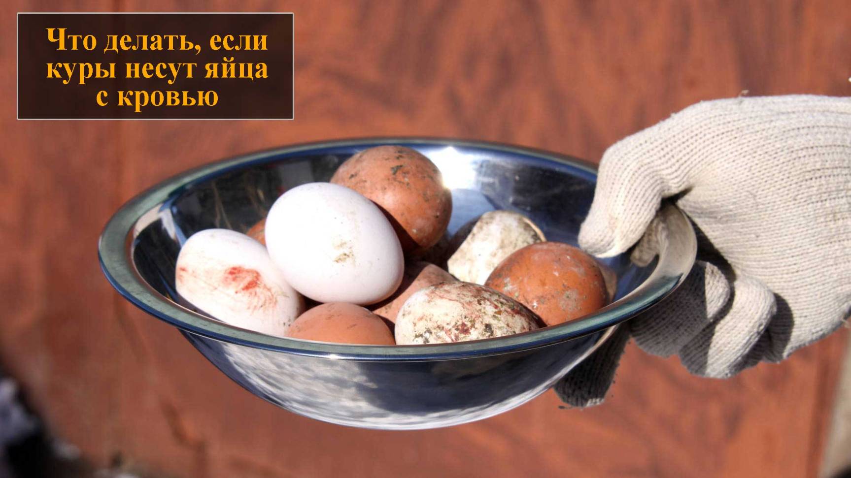 Куры несут яйца с кровью