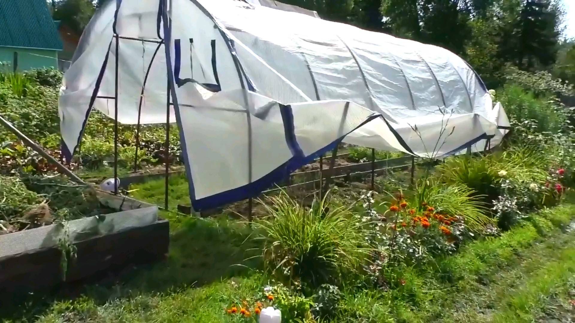 Теплица из армированного полиэтилена  Год четвёртый