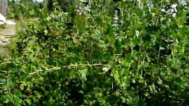 04 08 2016г какие растения растут на участке.