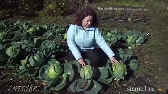 Нужно ли обрывать листья у капусты?