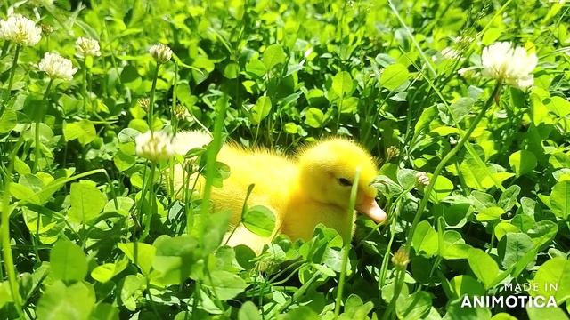 маленький желтый утенок