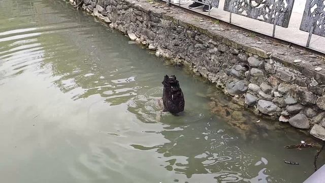 СОЧИ. ПРОГУЛКА по НИЖНЕМУ ДЕНДРАРИЮ. Черные лебеди, черепахи, пеликан, утки