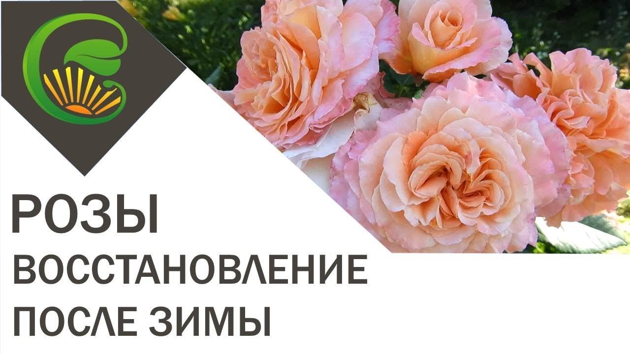 Восстановление розы после зимы