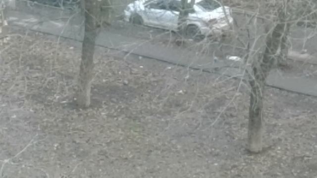 Голуби на вольном выпасе. VID_20250131_100712