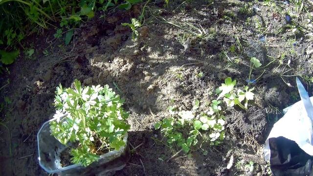 04 08  2017г  дельфиниум ч 3 высадка рассады.