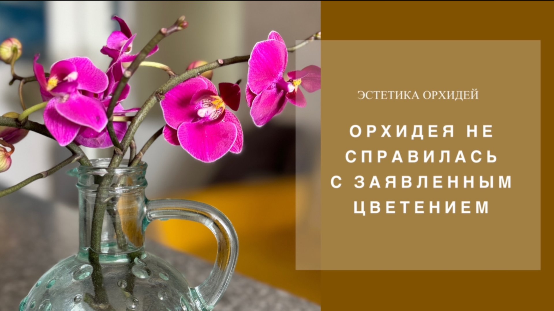 Более 35 бутонов засушила орхидея😯 Нечего занимать вакантное место на стеллаже если не цветешь!