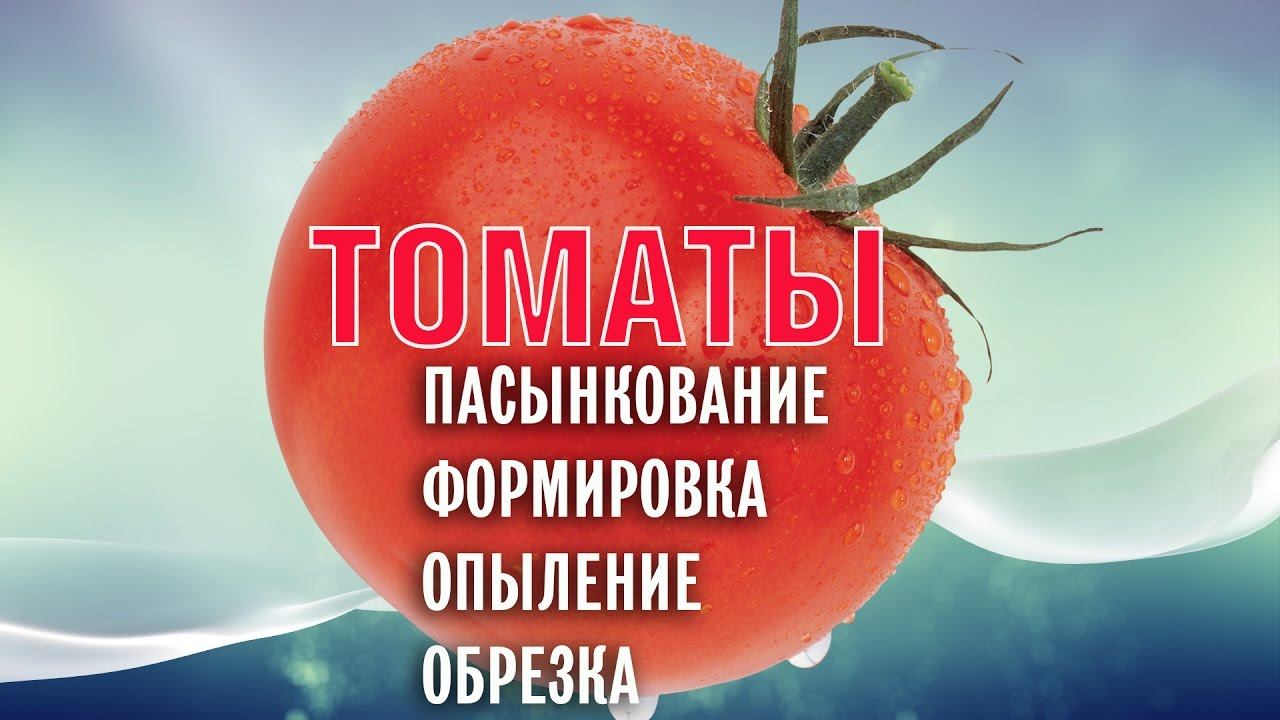 Томаты: пасынкование, формировка, опыление, обрезка листьев
