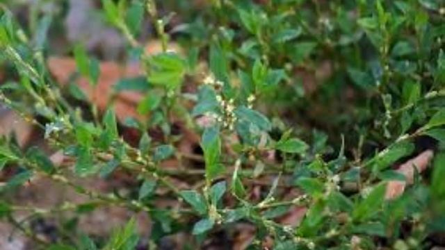 Лечебные свойства горца птичьего