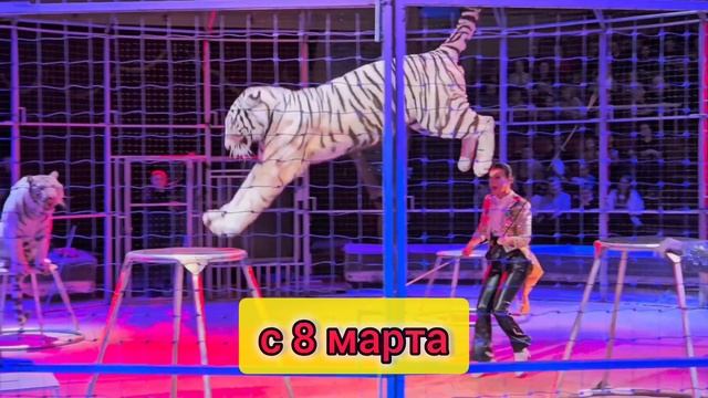 Жираф шоу в Кисловодском цирке