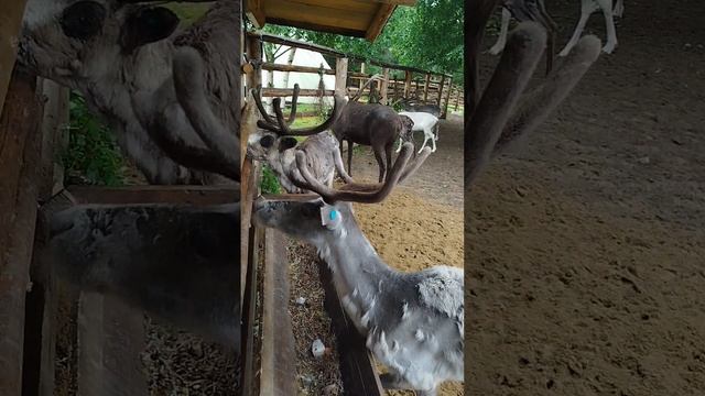 Чудо-рожки. Экопарк Долина водопадов. Карелия, июль 2024