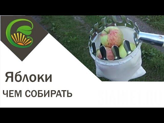 Собираем яблоки с помощью плодосборника