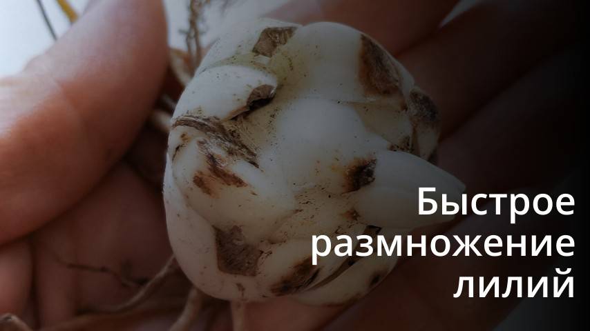 Быстрое размножение лилий