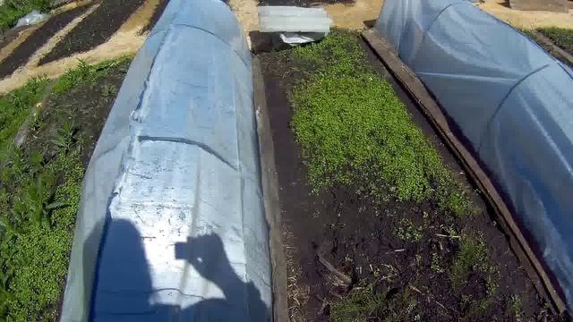 01 07 2017г. Взошли груши  из семян.