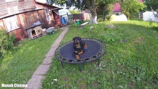 Собачья будка или домик для начальника охраны