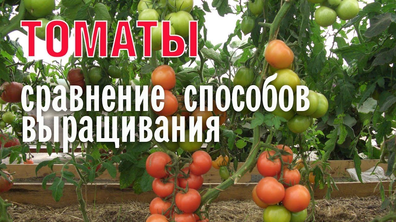 Томаты - сравнение способов выращивания