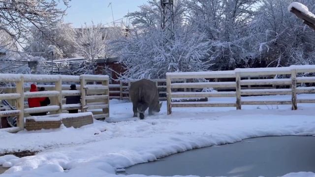 🦏 Наш носорог впервые узнал, что такое снег!