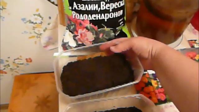 15 02 2016г. посев лиственницы и примулы.