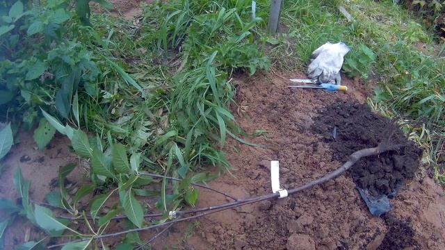 20 10 2017г посадка вишни