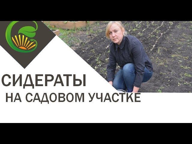 Сидераты на садовом участке