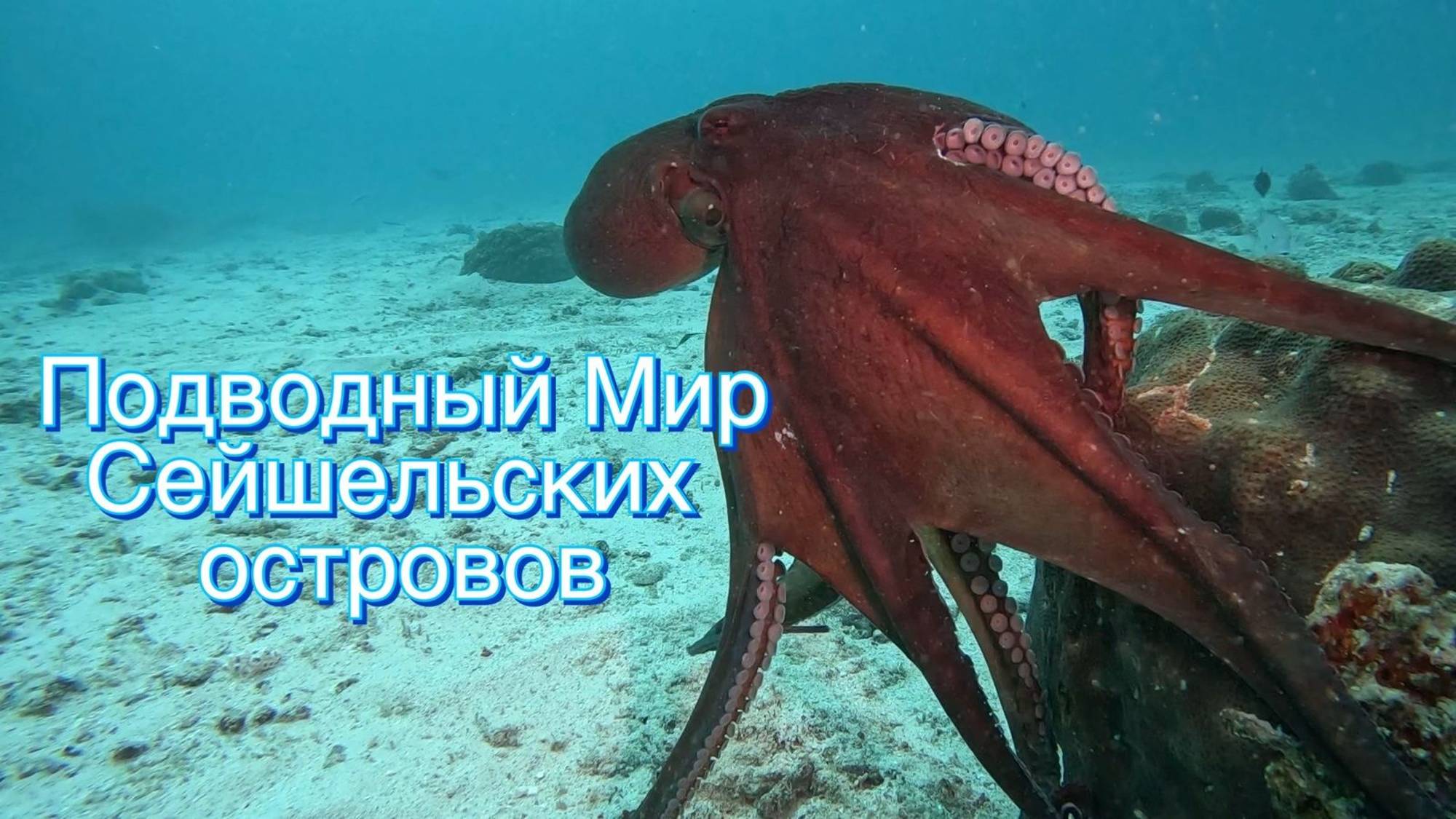 Сказочный подводный Мир Сейшельских островов.