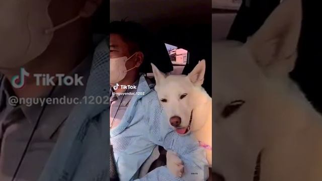 Сборник забавных и смешных видео о домашних животных – Эпизод 26