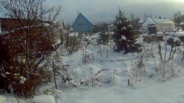 01 11- 10 11 2017г  репа из под снега.