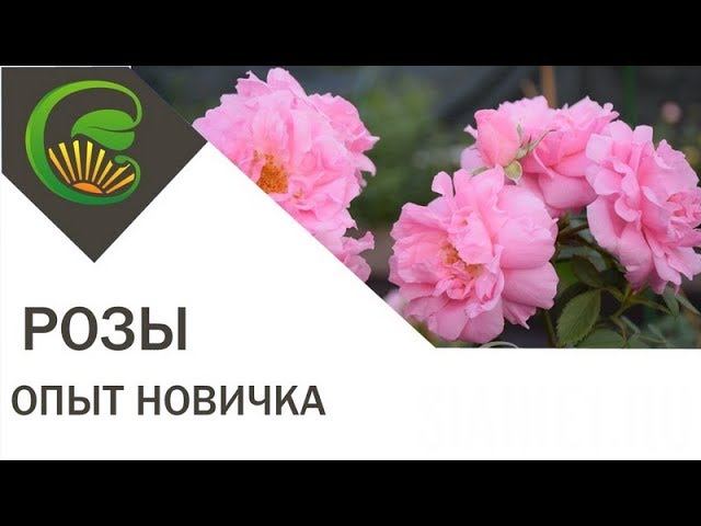 Розы Опыт новичка