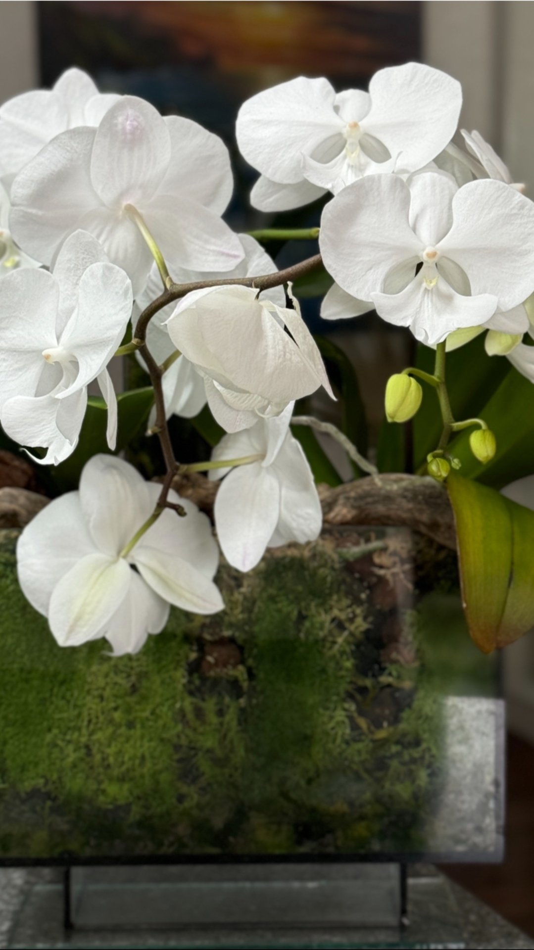 Аквариум с белыми биглипами