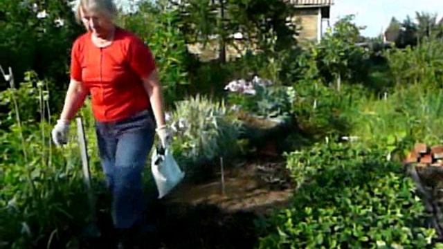 06 09 2016г посадка саженца яблони на болотистой почве.