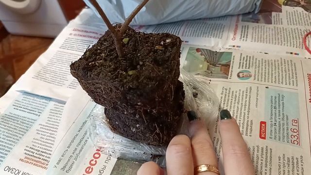 Распаковываю и сажаю гортензию Полар Бир в феврале 2025 года