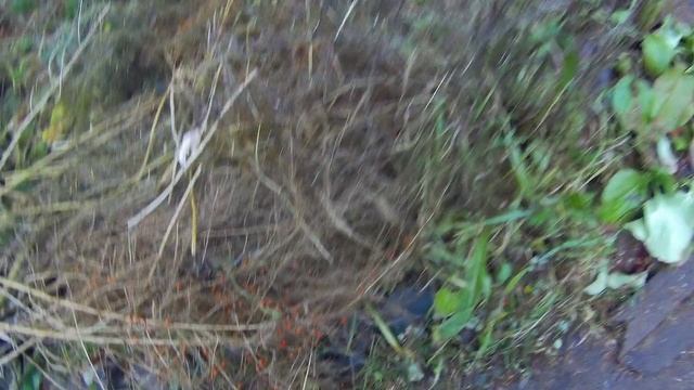 13 11 2017г. лилейники выращивание на севере.