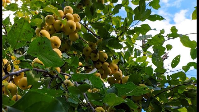 Сапфо.  Богу равным кажется мне по счастью #стихиолюбви#зарубежнаялитература