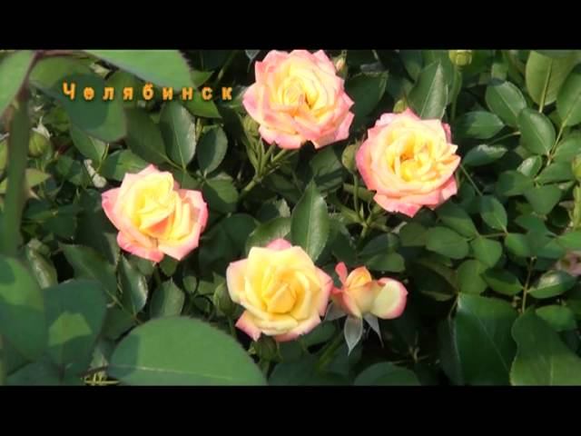 Европейские розы в российских садах