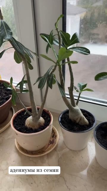 Кто сеял адениум семенами?