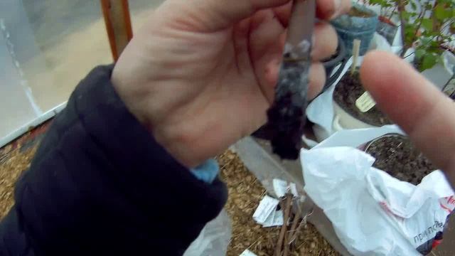 31 05 2017г  черенки винограда 3 ч.