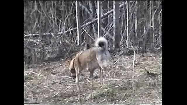 западно -сибирская лайка Даня .