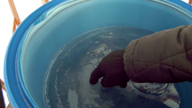 17 04 2017 г. А капусту надо сеять.