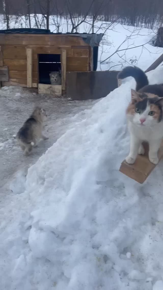 ХАСКИ или #Маламут какие #щенки лучше для охраны дома