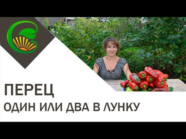 Перец. Какая посадка более урожайная