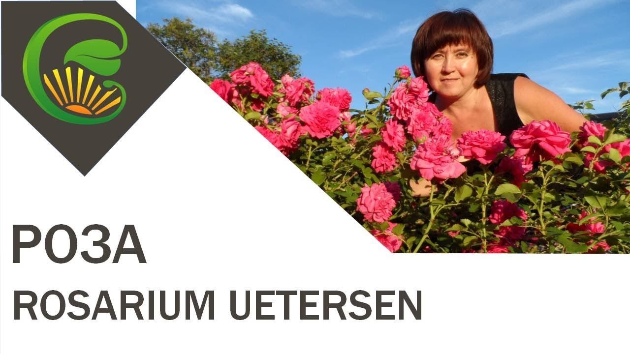 Роза Rosarium Uetersen (Kordes)