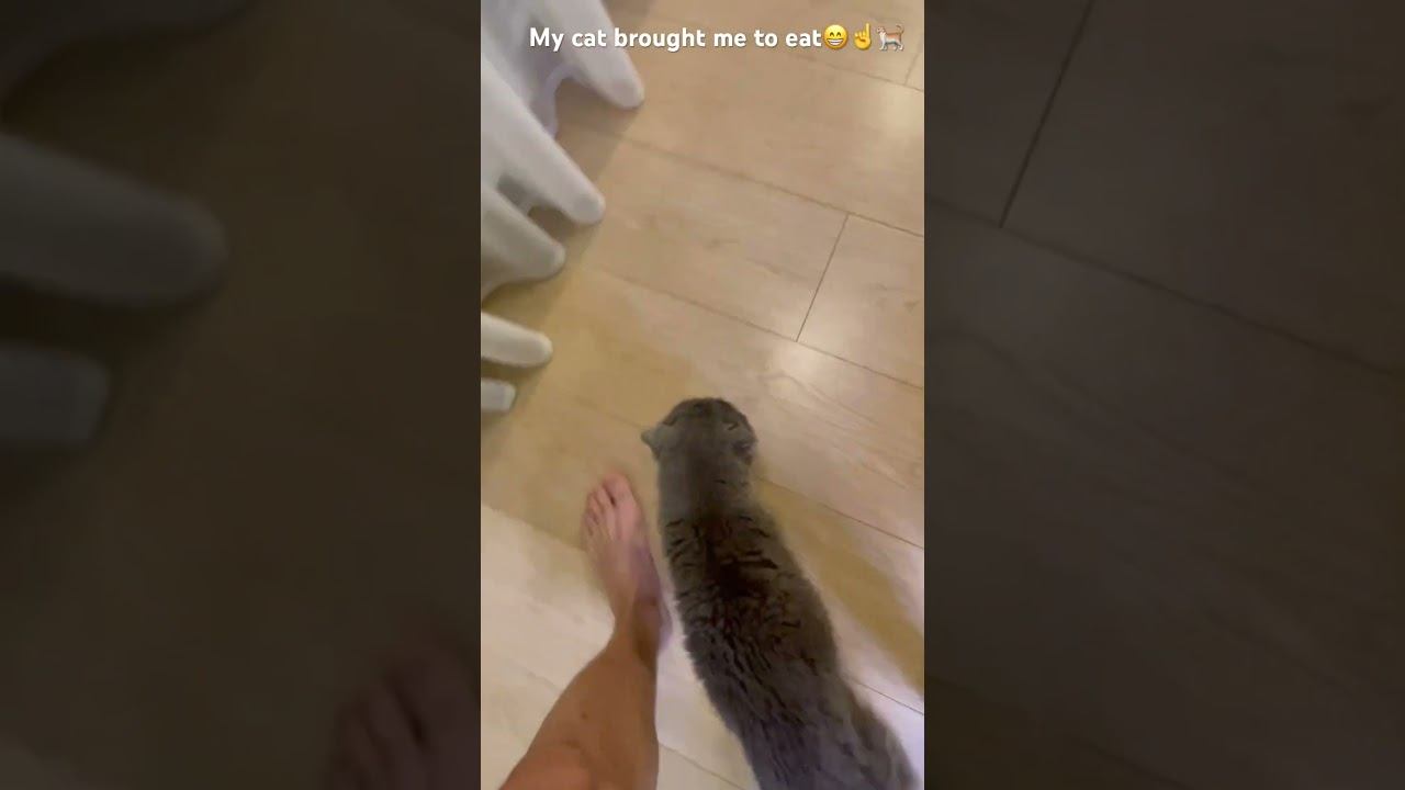 В Антарктиду животных нельзя привозить с 1991. #cat #home #guidecat #iknowwhatyouwant