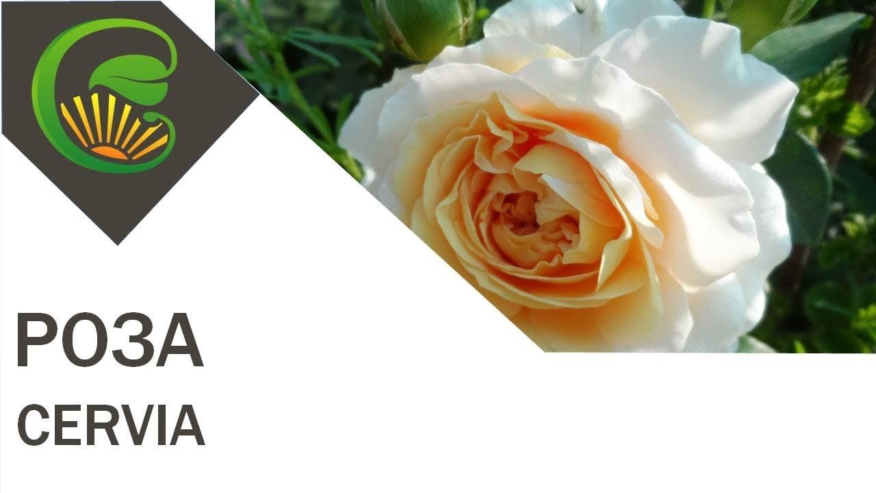 Роза Cervia (Kordes), видеозарисовка
