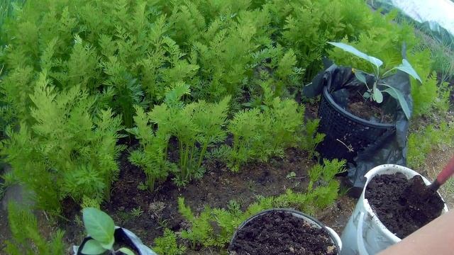 20 07 2017г выращивание датуры 2